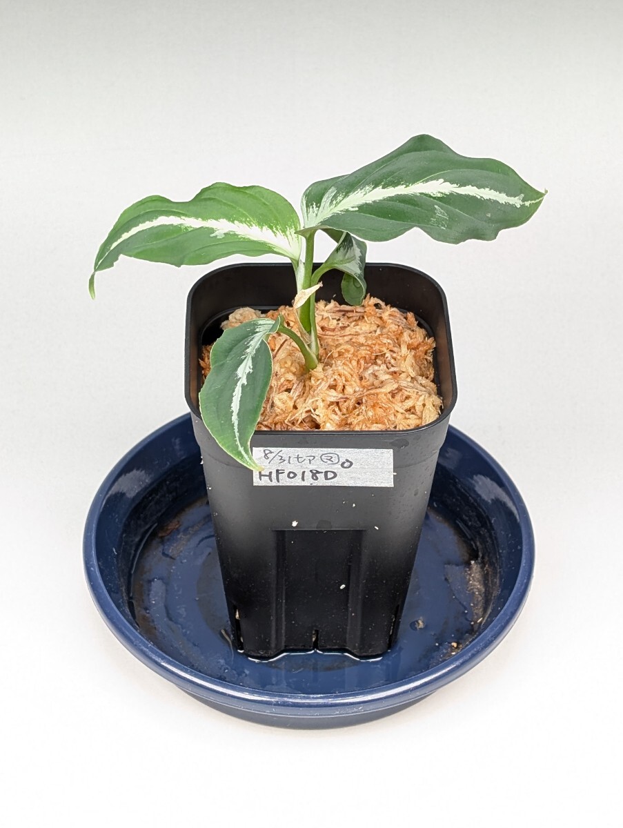 Yahoo!オークション - ネームド交配 オリジナル交配株 HF018_D個体 ア...