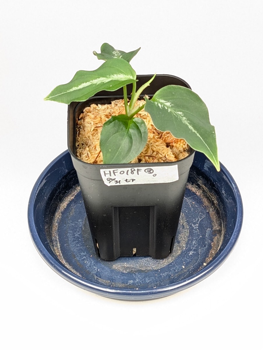 Yahoo!オークション - ネームド交配 オリジナル交配株 HF018_F個体 ア...