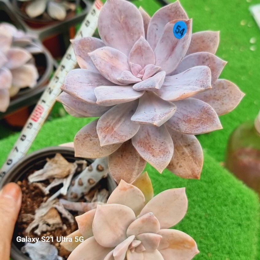 Yahoo!オークション - 1007発送-B054 Pentandrum グラプトベリア 無料...