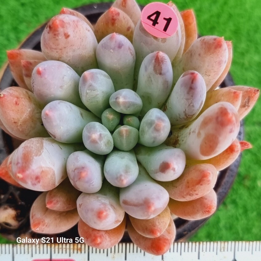 Yahoo!オークション - 1021発送-P041 アセン エケベリア 無料発送 韓国...