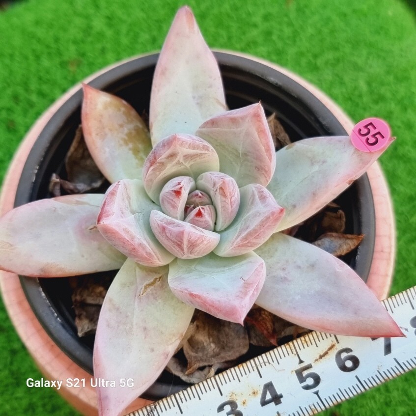 Yahoo!オークション - 1028発送-p055 原種コロラタ エケベリア 無料発...