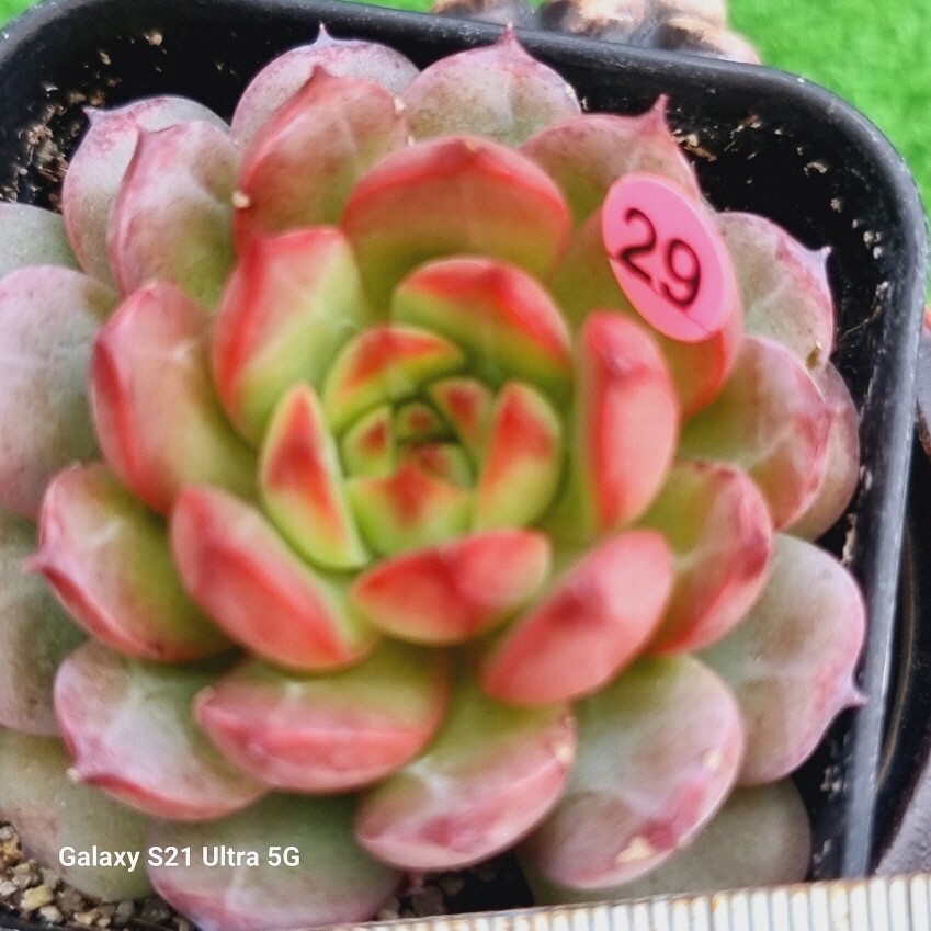 Yahoo!オークション - 1021発送-P029 アドドール エケベリア 無料発送 ...