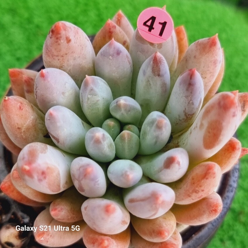 Yahoo!オークション - 1021発送-P041 アセン エケベリア 無料発送 韓国...