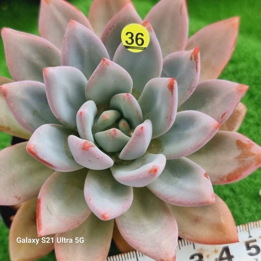 Yahoo!オークション - 1028発送-Y036 ミスジン エケベリア 無料発送 韓...