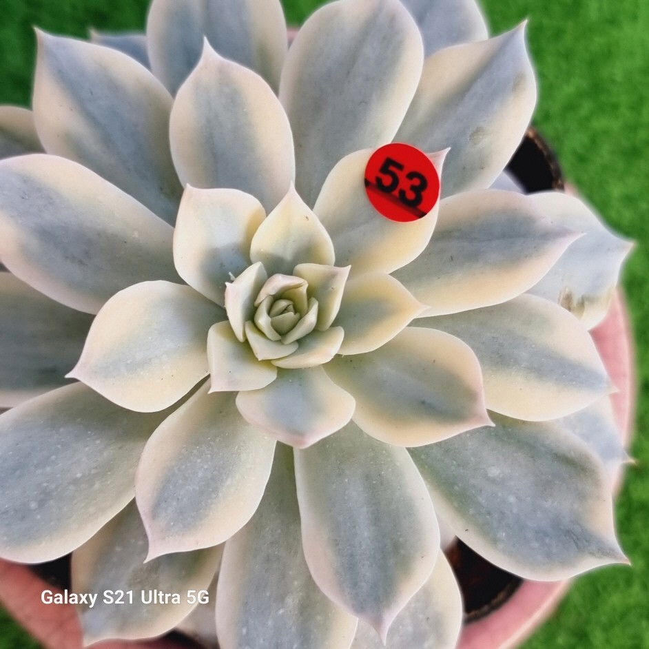 Yahoo!オークション - 1021発送-R053 サブセシリス(錦) エケベリア 無...