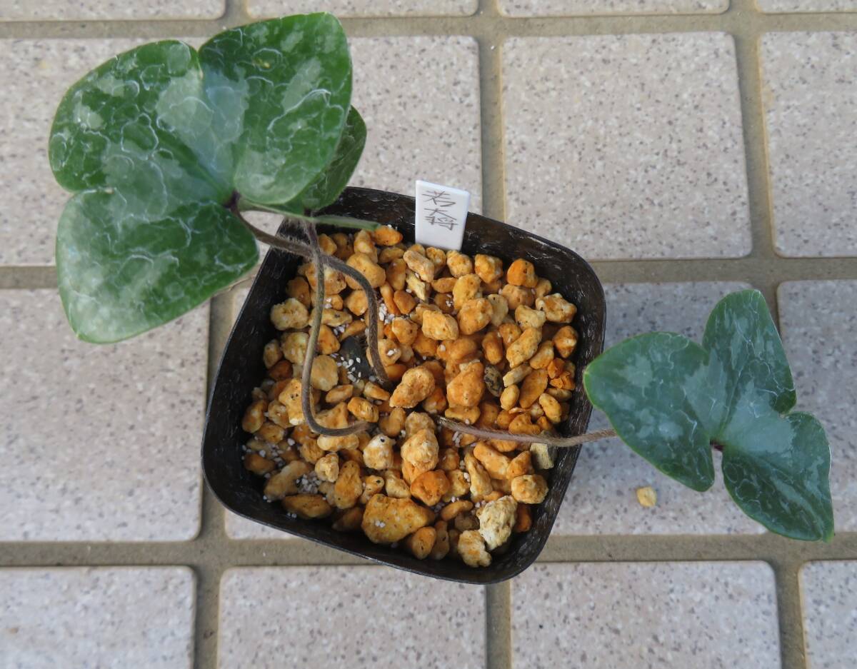 Yahoo!オークション - 【雪割草】 『若大将』