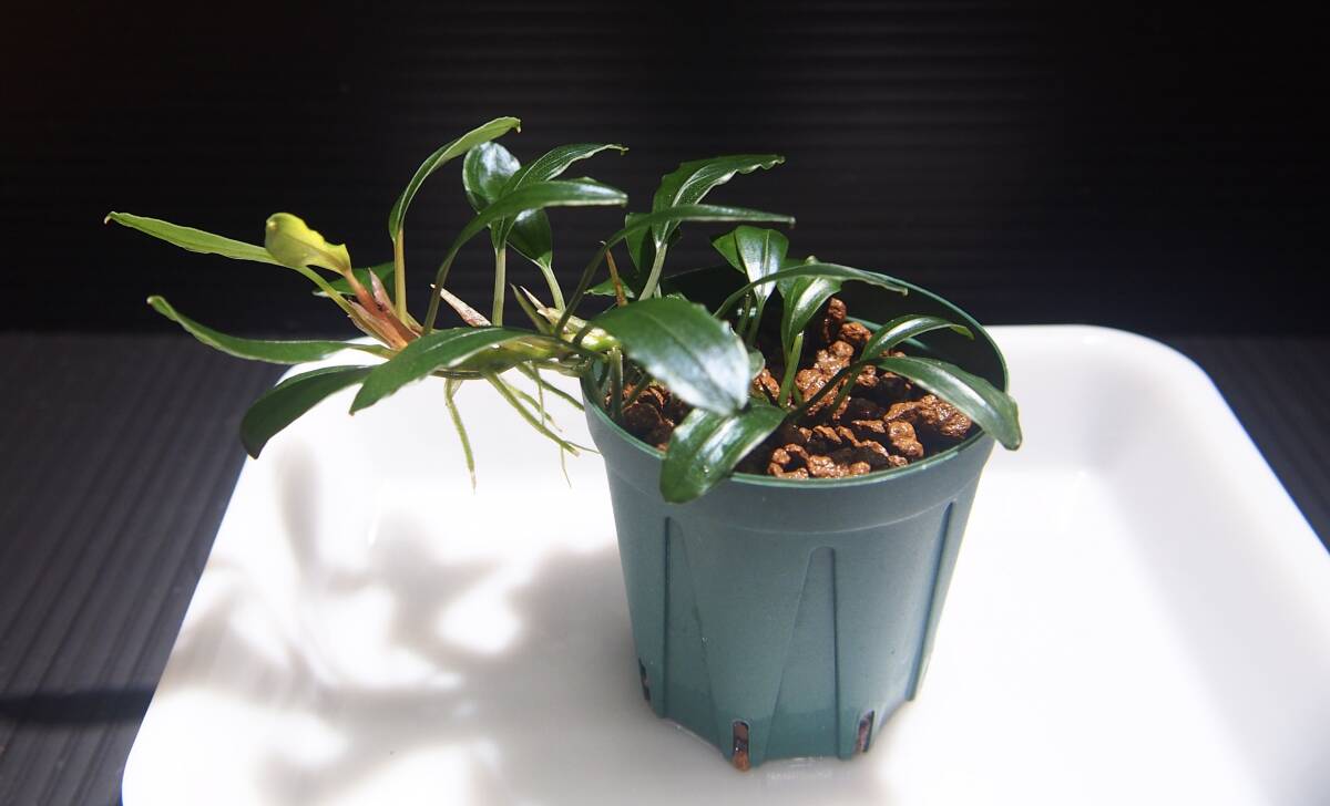 Yahoo!オークション - Bucephalandra sp from Kapuas-2 【AZ0611-12】A...