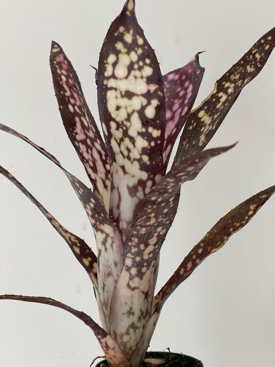 Yahoo!オークション - Billbergia Huay Sok White ビルベルギア タンク...