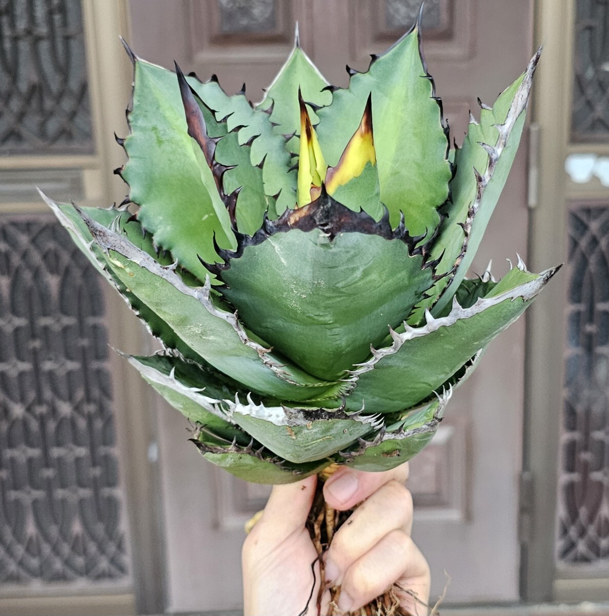 Yahoo!オークション - ブラックファイヤ チタノタ 検（agave FO 076 チ...