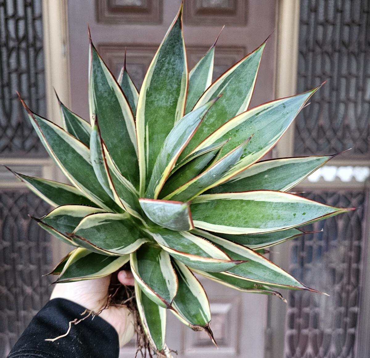 Yahoo!オークション - ワイド スノーグロー 検（agave FO 076 チタノー...