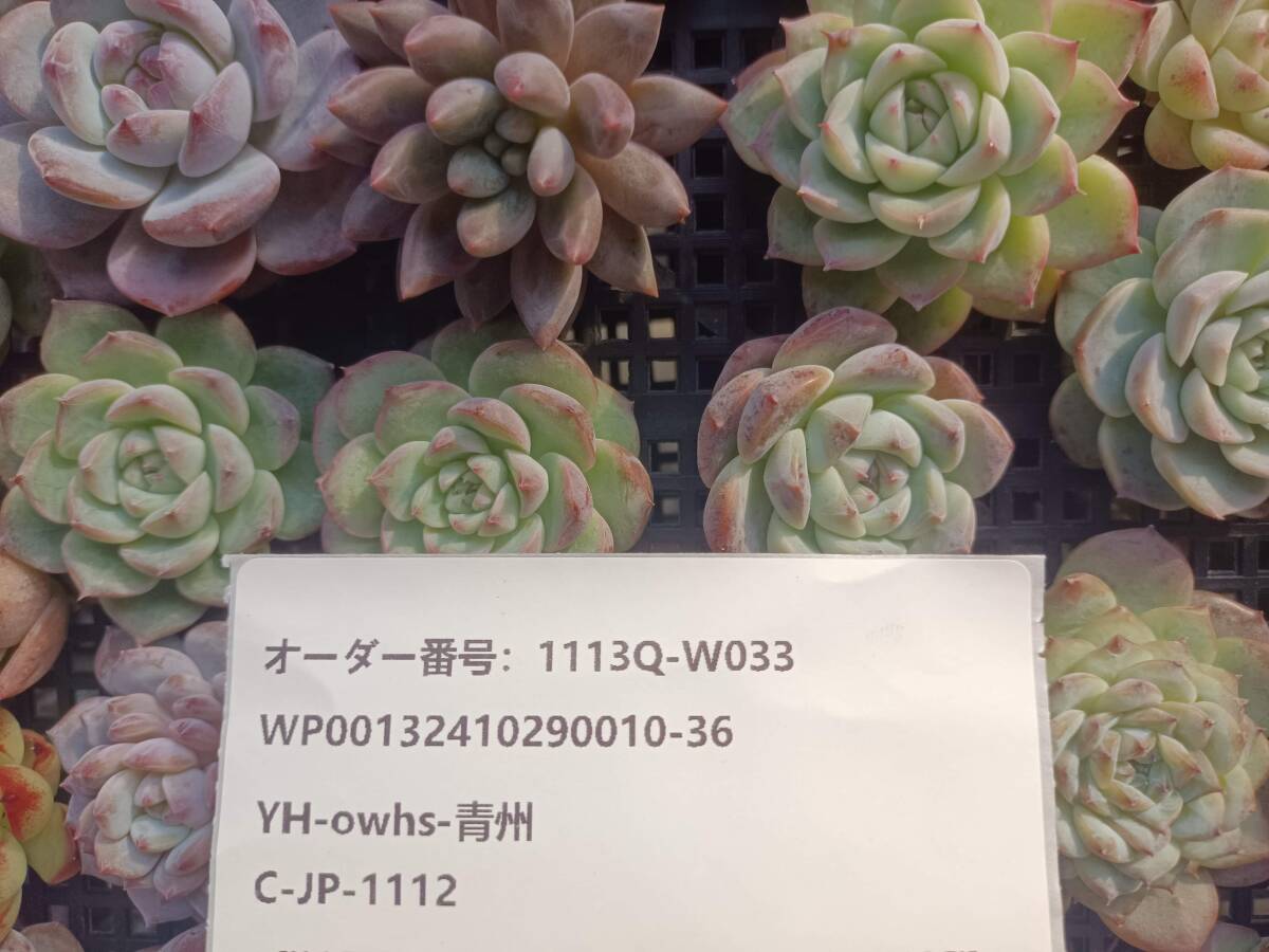Yahoo!オークション - 1113Q-W033 30個 ミックス多肉植物 韓国 エケベ...