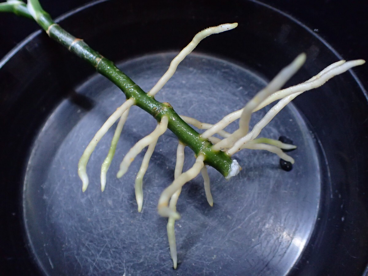 Yahoo!オークション - LA便 03R産地交配実生 Aglaonema pictum 天照×...