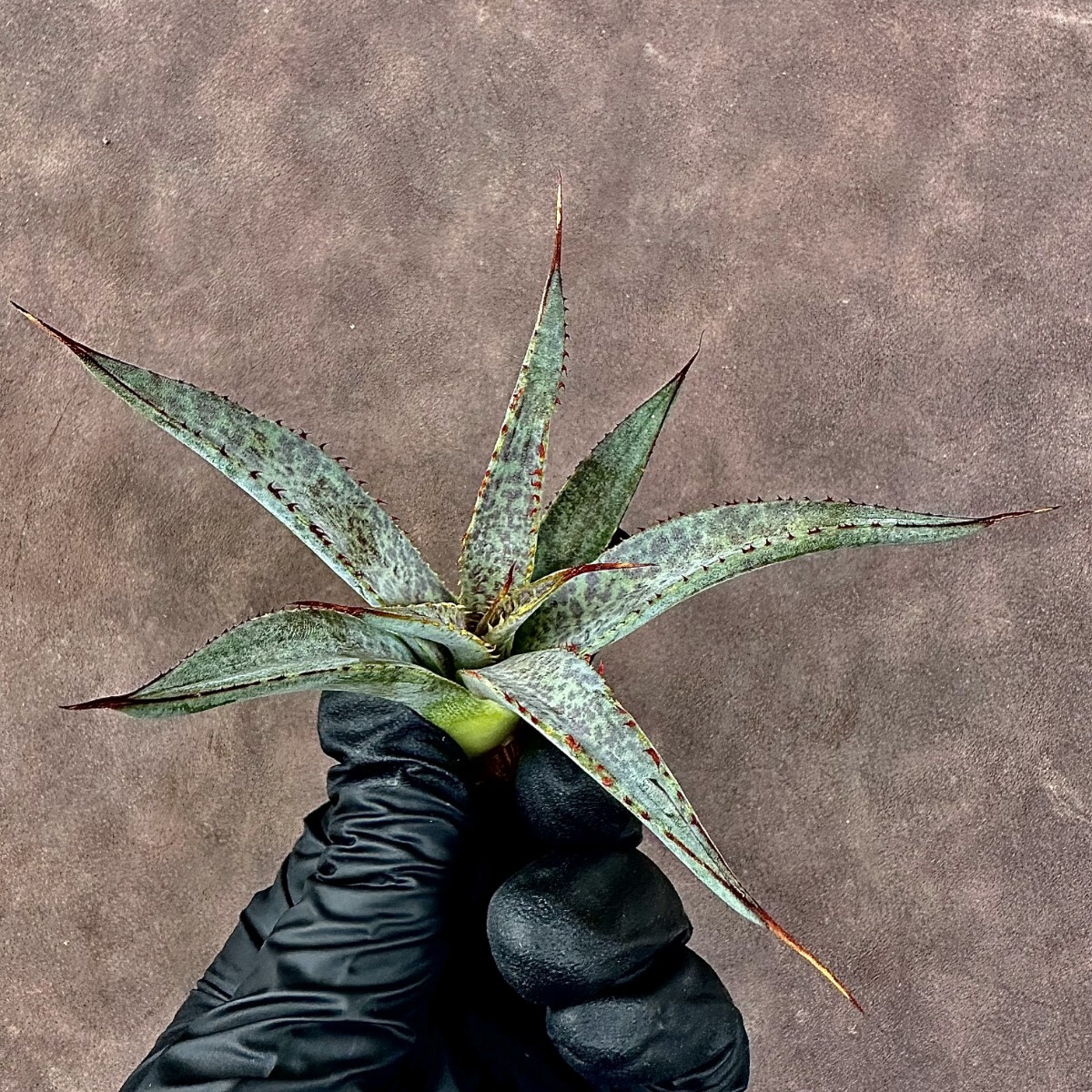 Yahoo!オークション - Lj_plants A403多肉植物 アガべ mangavetoothfa...