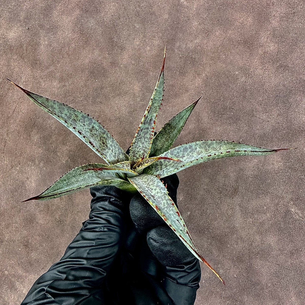 Yahoo!オークション - Lj_plants A403多肉植物 アガべ mangavetoothfa...