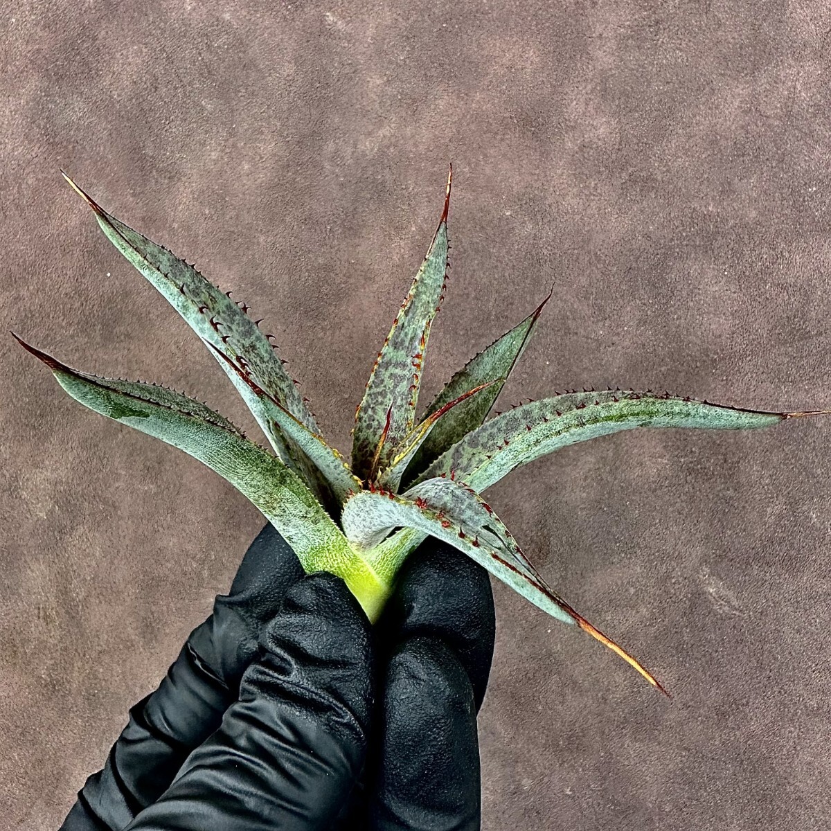 Yahoo!オークション - Lj_plants A403多肉植物 アガべ mangavetoothfa...