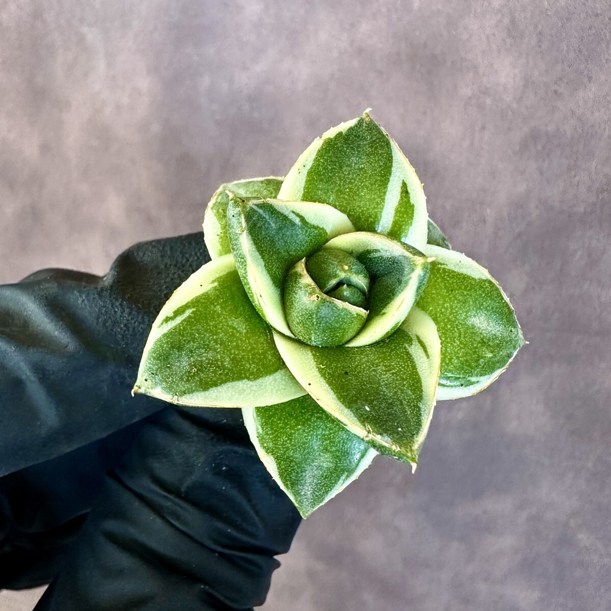 Yahoo!オークション - Lj_plants A558アガベ ピンキー 王妃笹の雪A型 ...