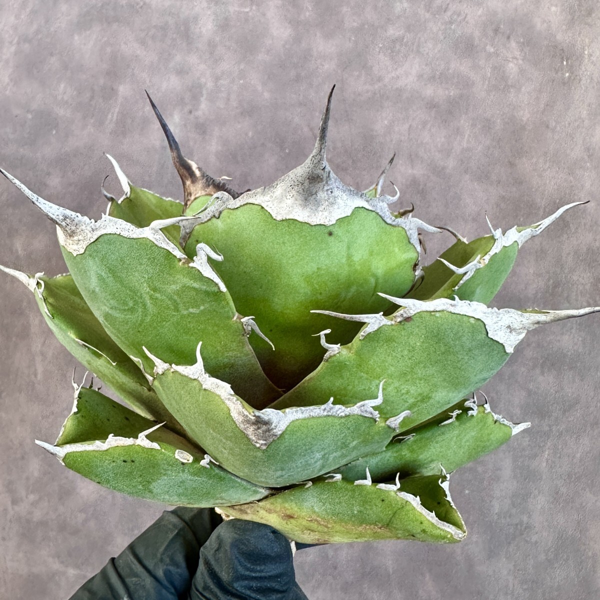 Yahoo!オークション - Lj_plants A559 激レア高級品種 アガベ チタノ...