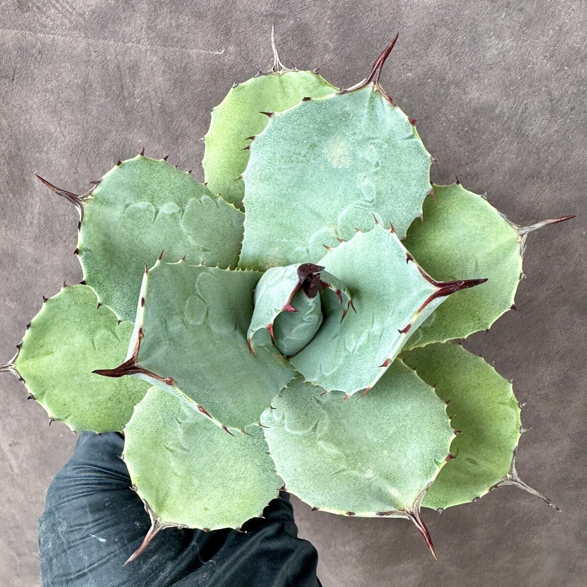 Yahoo!オークション - Lj_plants A608 アガベ 多肉植物 吉祥天 パリー ...