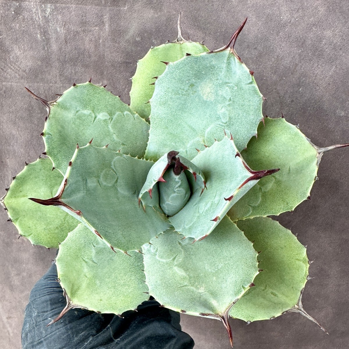 Yahoo!オークション - Lj_plants A608 アガベ 多肉植物 吉祥天 パリー ...