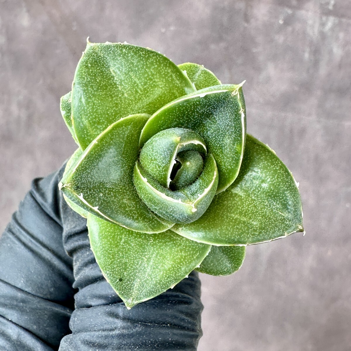 Yahoo!オークション - Lj_plants A617 株を厳選する 多肉植物アガベ ...