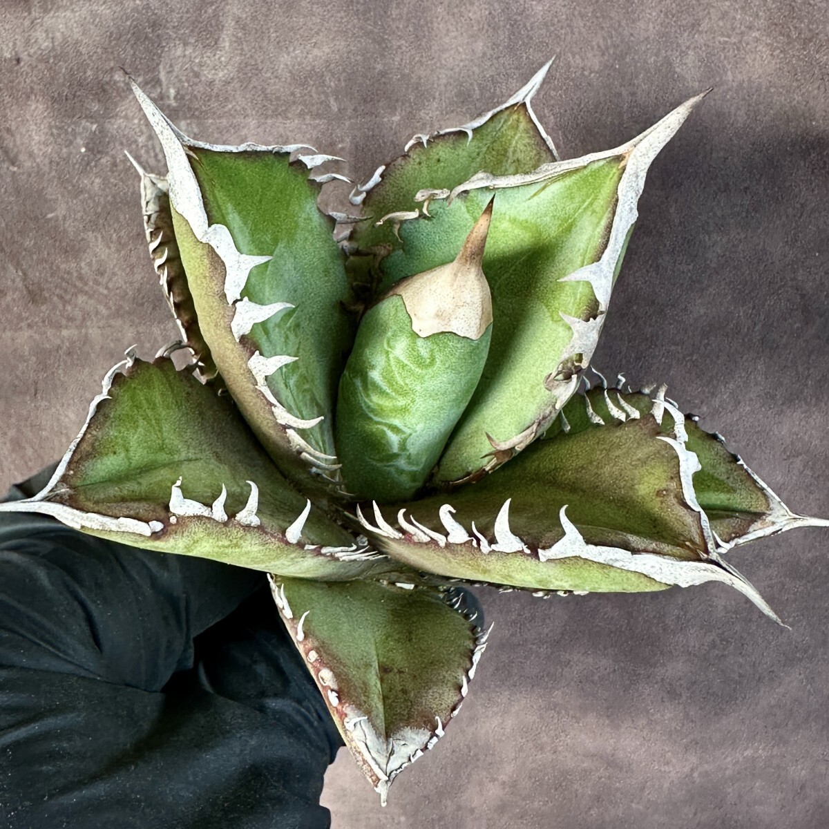 Yahoo!オークション - Lj_plants A652 厳選 アガベ チタノタ実生 厳選...