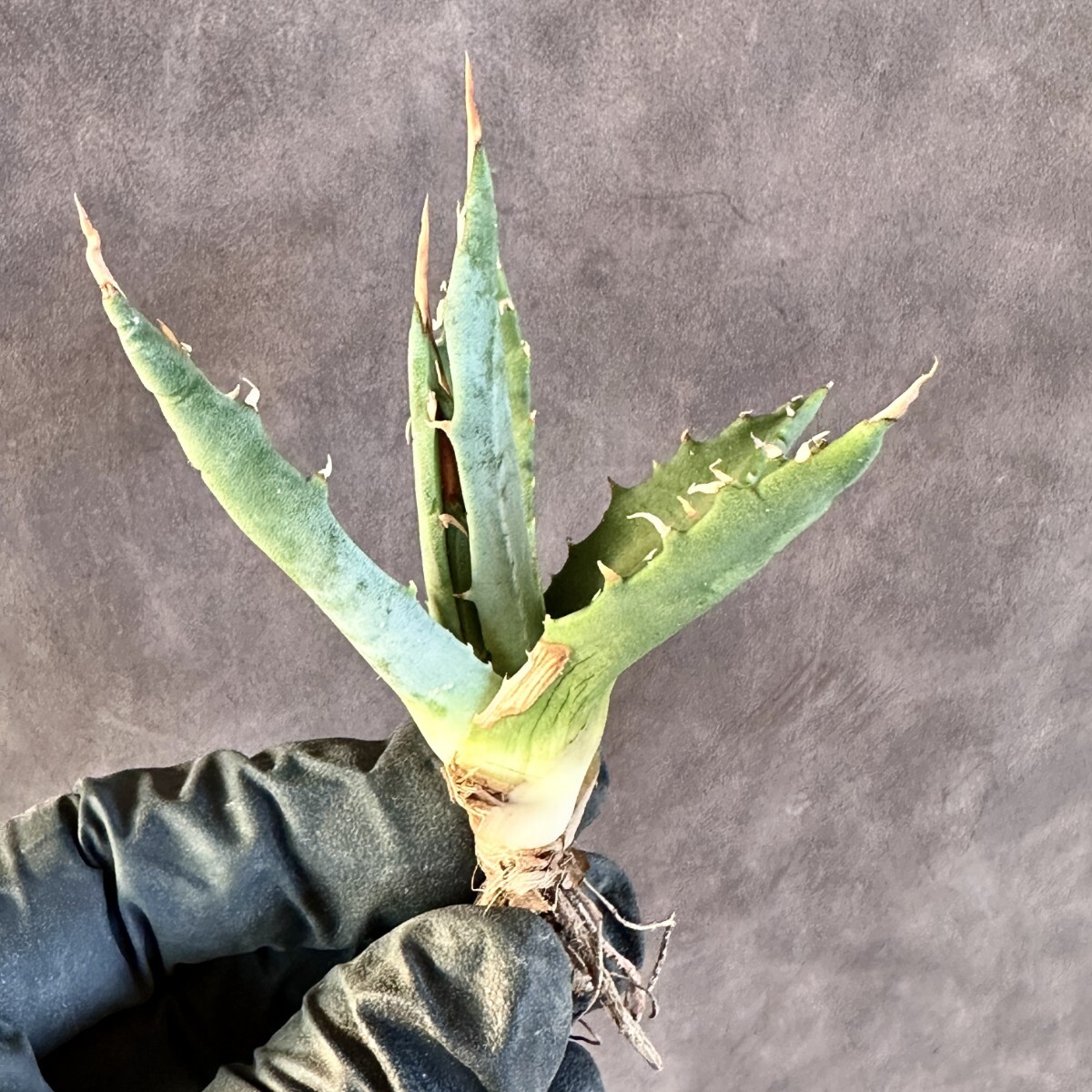 Yahoo!オークション - Lj_plants A89 貴重な希少種 多肉植物 アガベ ...