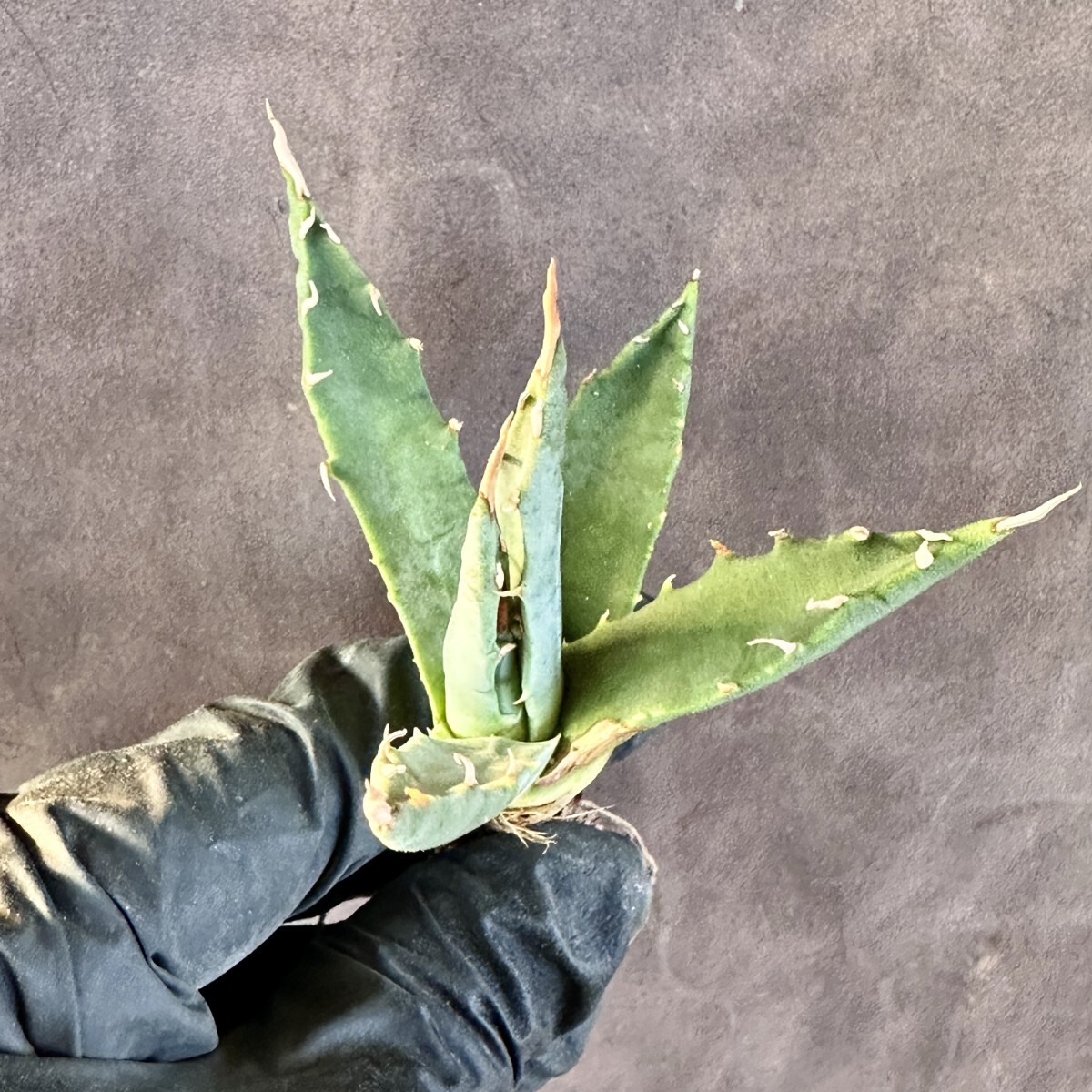 Yahoo!オークション - Lj_plants A89 貴重な希少種 多肉植物 アガベ ...