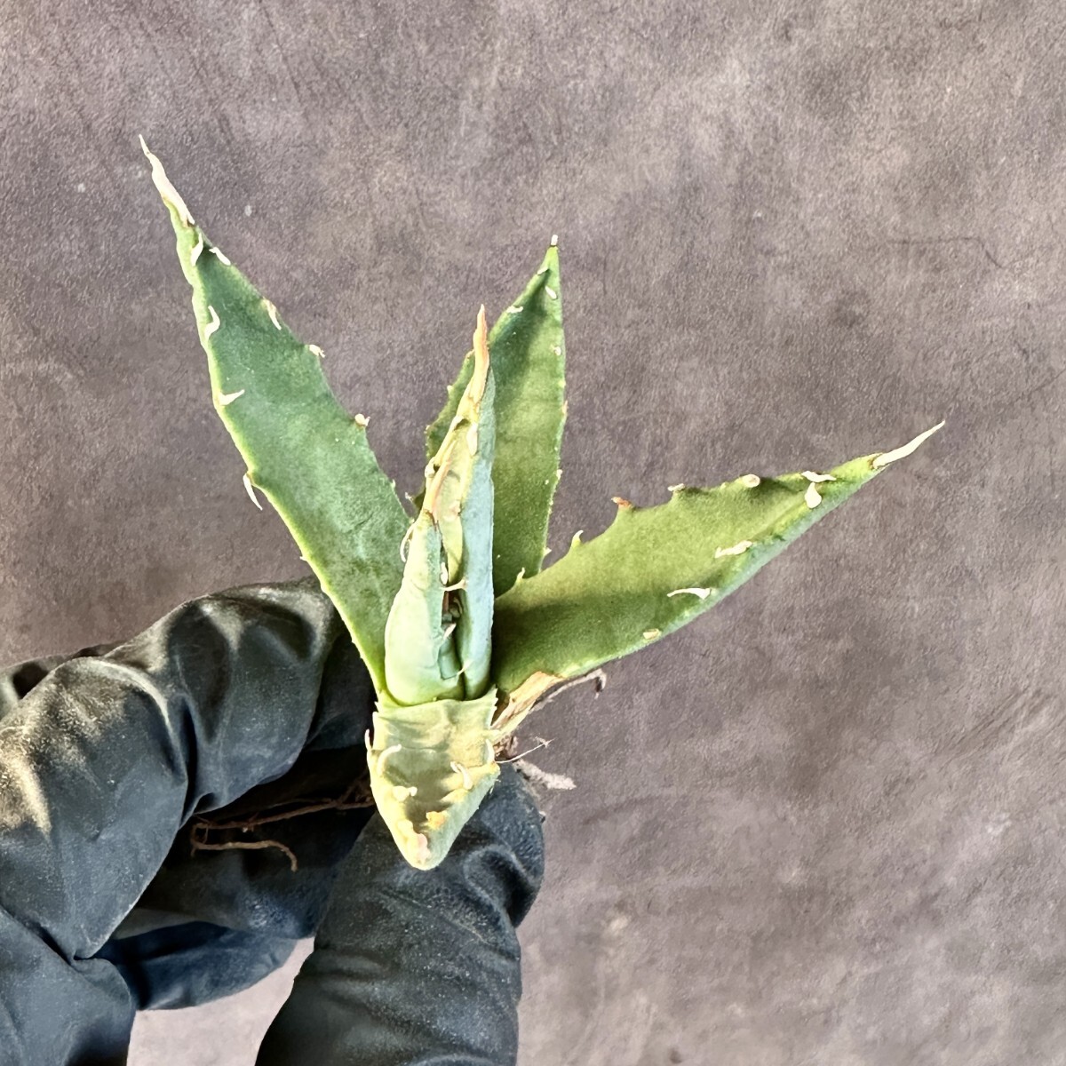 Yahoo!オークション - Lj_plants A89 貴重な希少種 多肉植物 アガベ ...