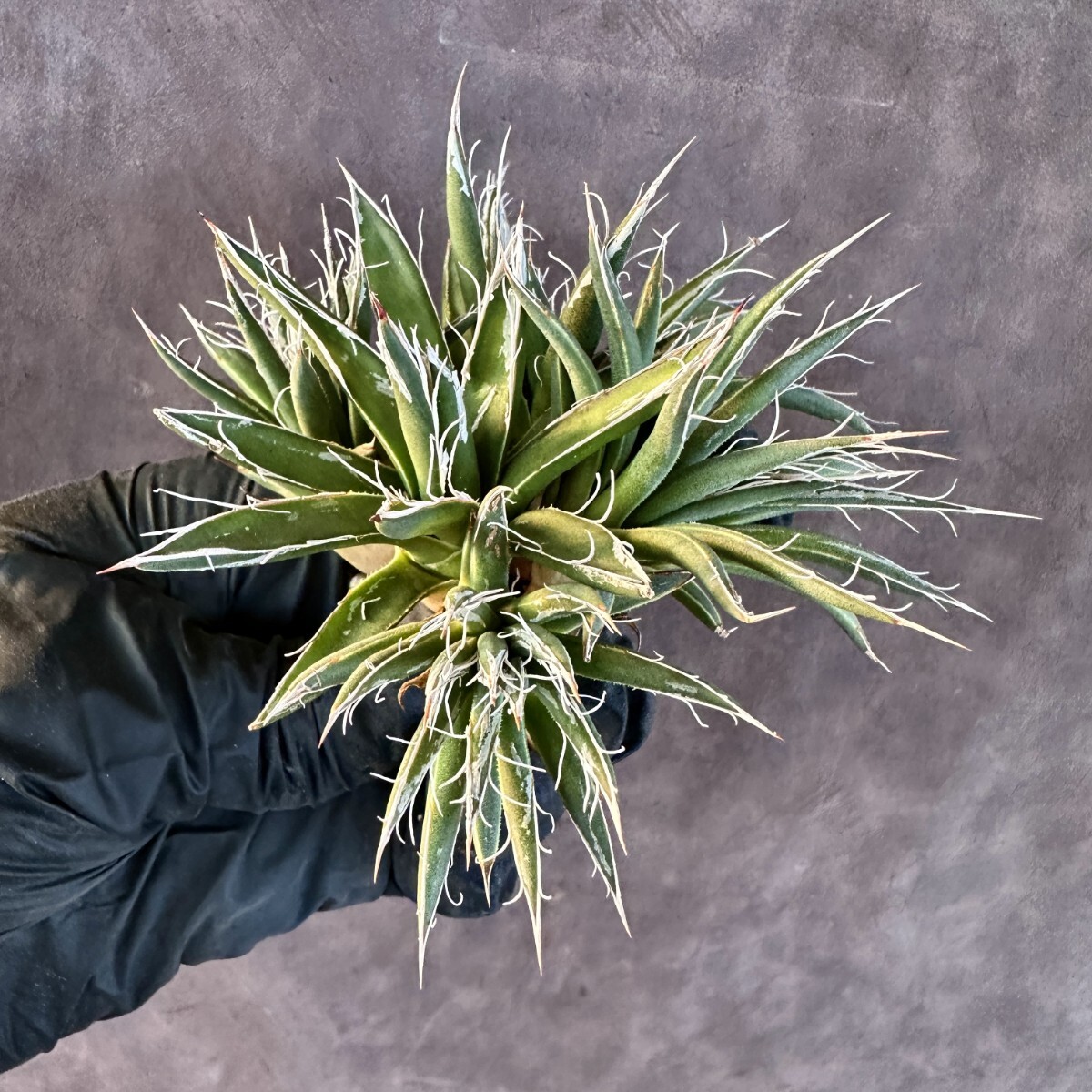 Yahoo!オークション - Lj_plants A93 厳選 多肉植物 アガべ ちょうは...