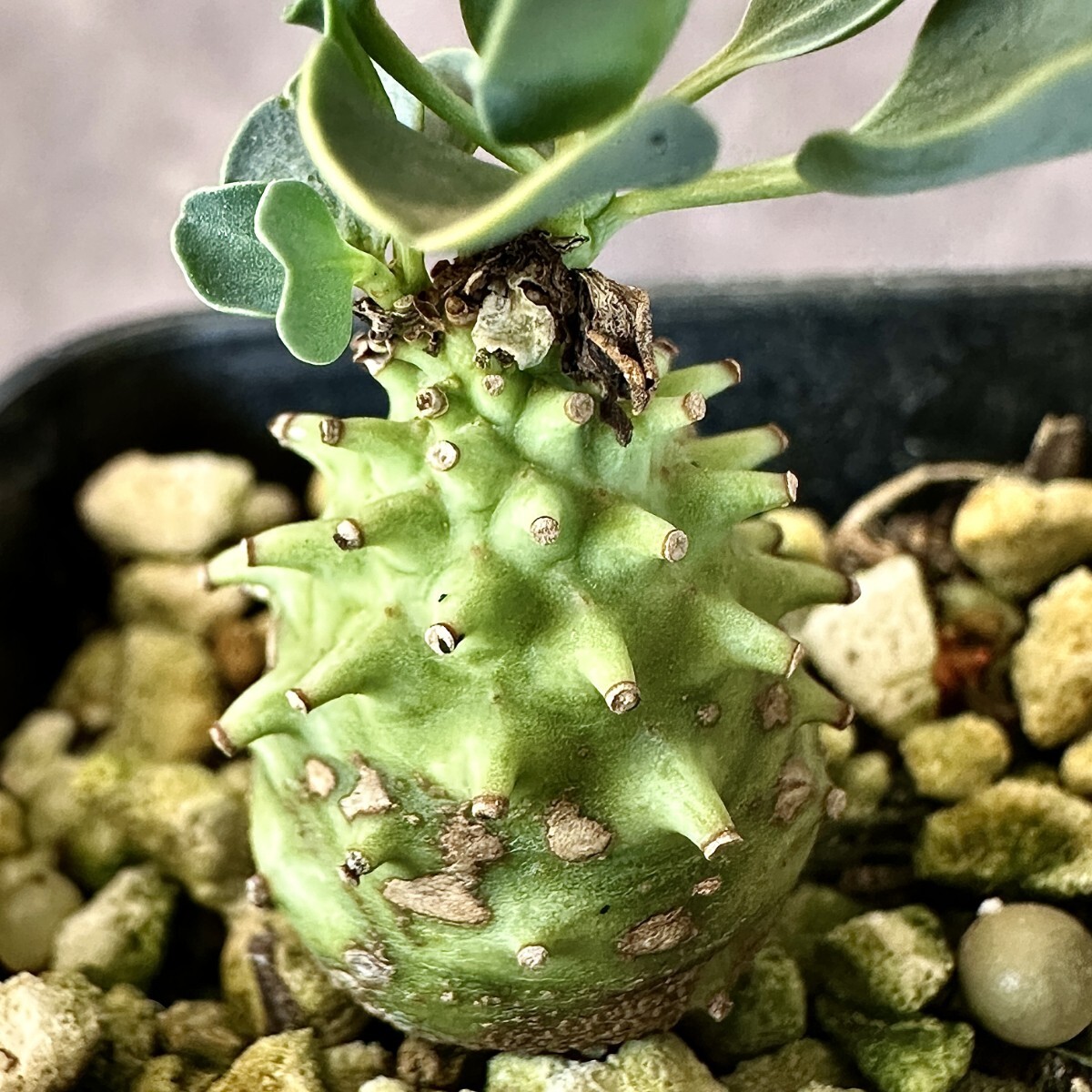 Yahoo!オークション - Lj_plants A136 「実生」ユーフォルビア グロブ...