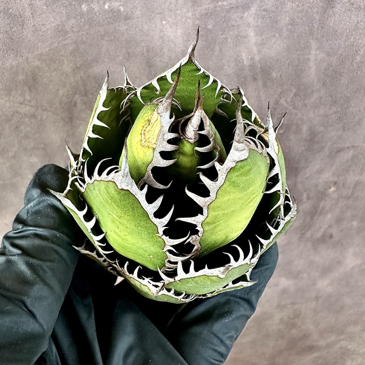 Yahoo!オークション - Lj_plants A183 激レア高級品種 多肉植物アガベ...