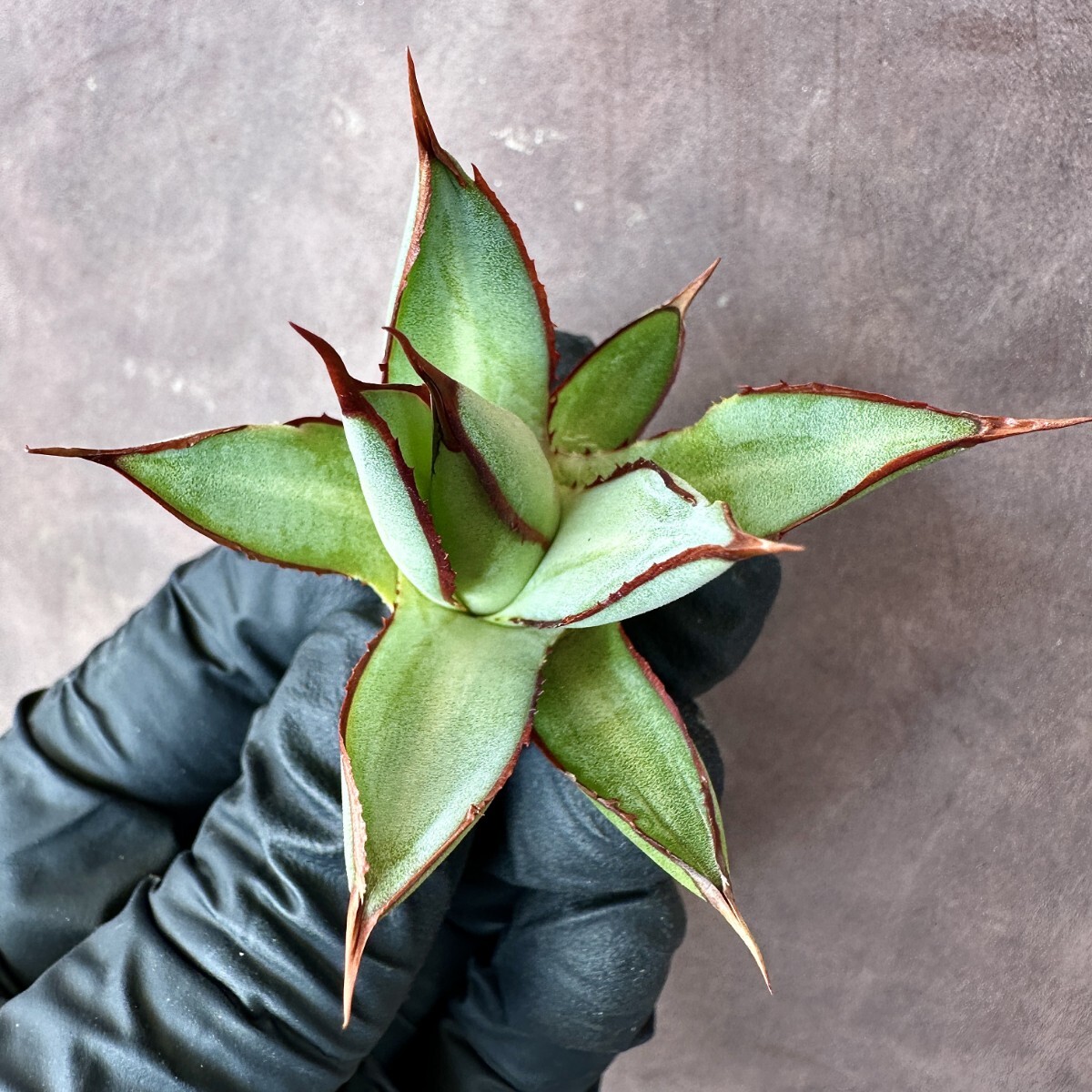 Yahoo!オークション - Lj_plants A212 国内の先発新種 多肉植物 アガ...