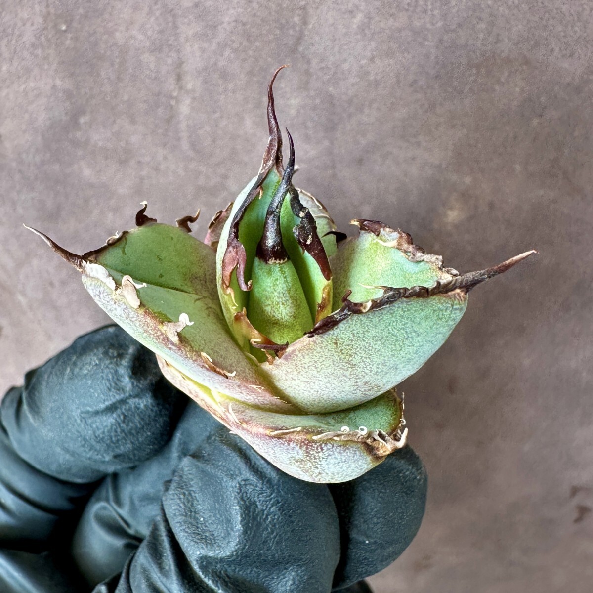 Yahoo!オークション - Lj_plants A222 限定特選株 アガベ チタノタ 無...