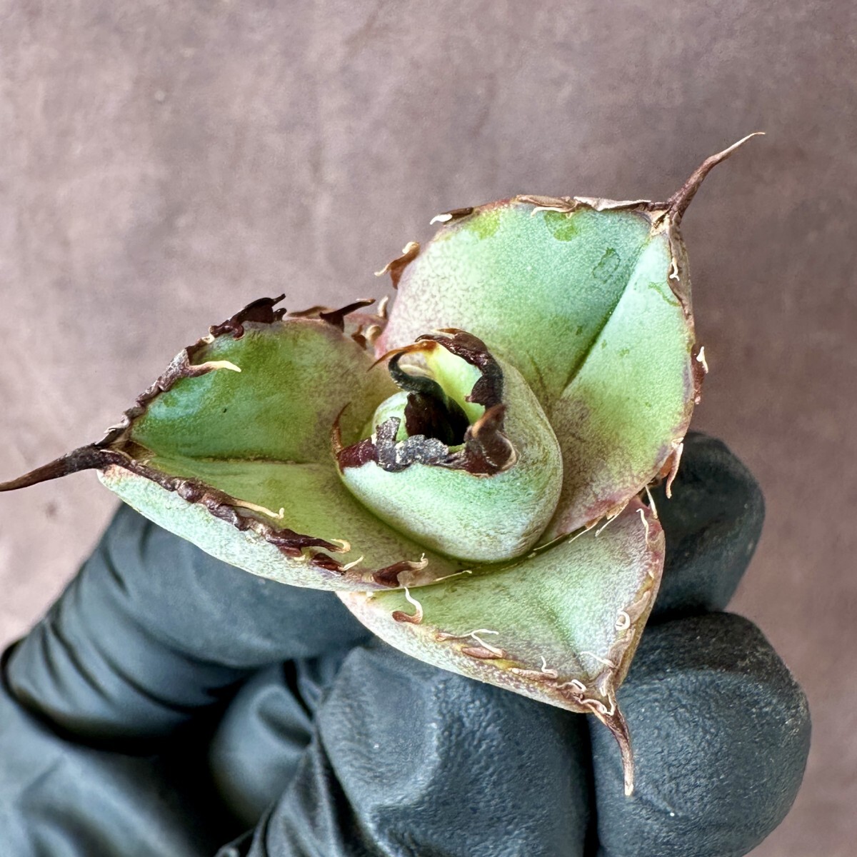 Yahoo!オークション - Lj_plants A222 限定特選株 アガベ チタノタ 無...