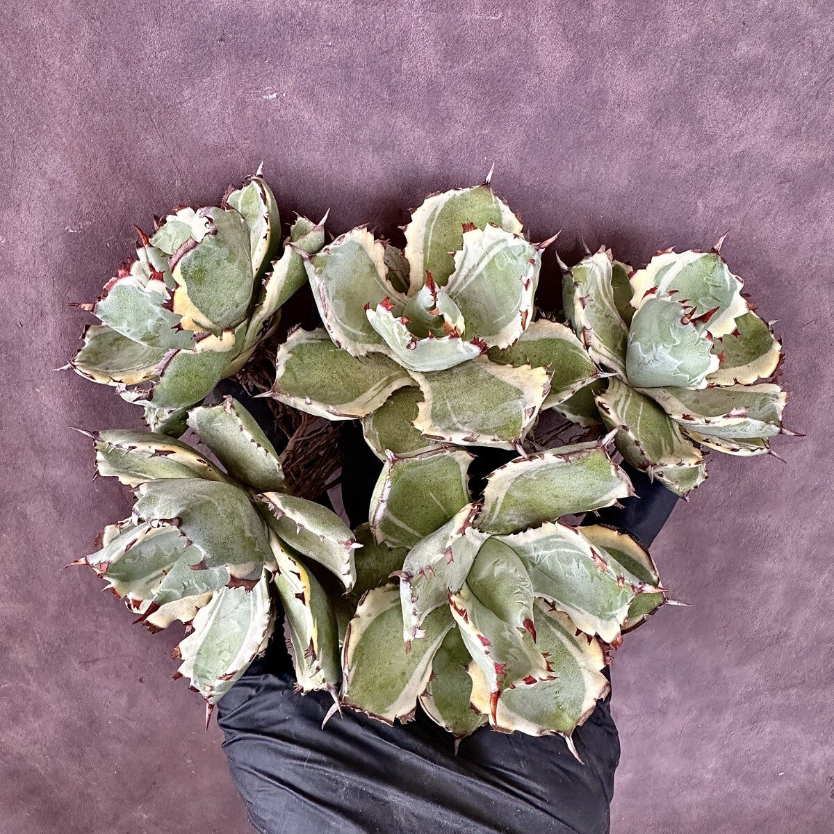 Yahoo!オークション - Lj_plants A263 激レア高級品種 多肉植物アガベ...