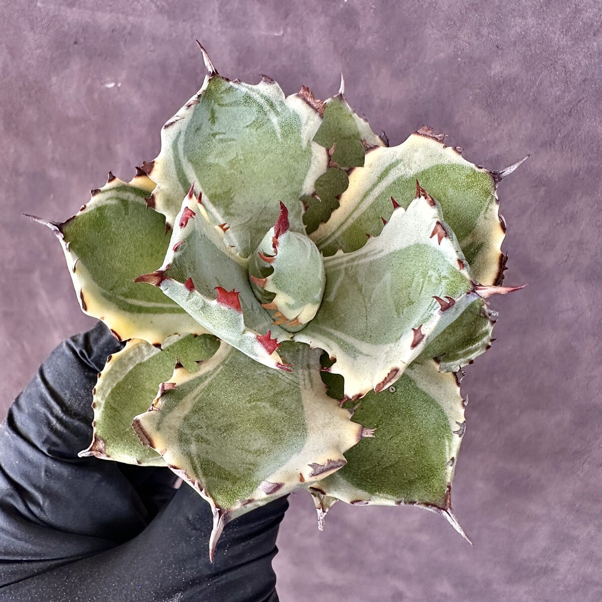 Yahoo!オークション - Lj_plants A263 激レア高級品種 多肉植物アガベ...