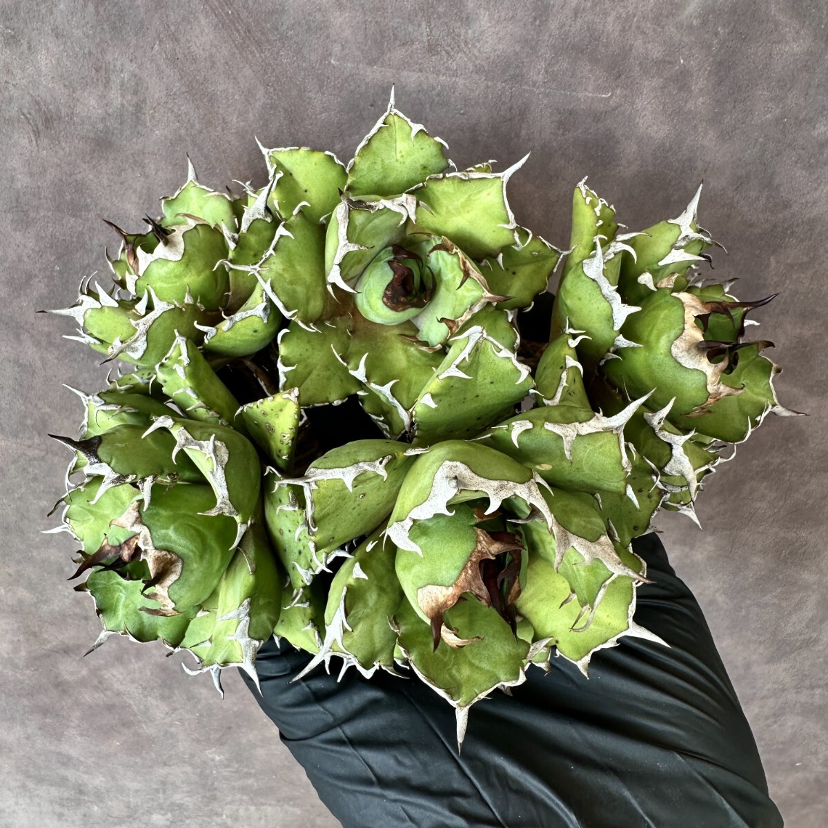 Yahoo!オークション - Lj_plants A291 特選 アガベ チタノタ 姫厳竜 ...