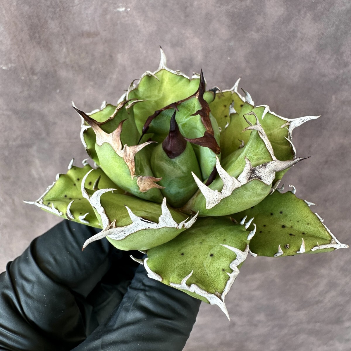 Yahoo!オークション - Lj_plants A291 特選 アガベ チタノタ 姫厳竜 ...