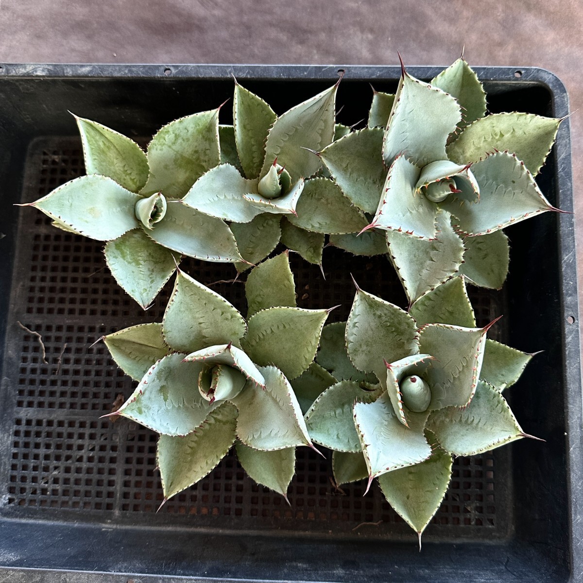 Yahoo!オークション - Lj_plants A323 多肉植物 アガベ ドラゴントゥ...