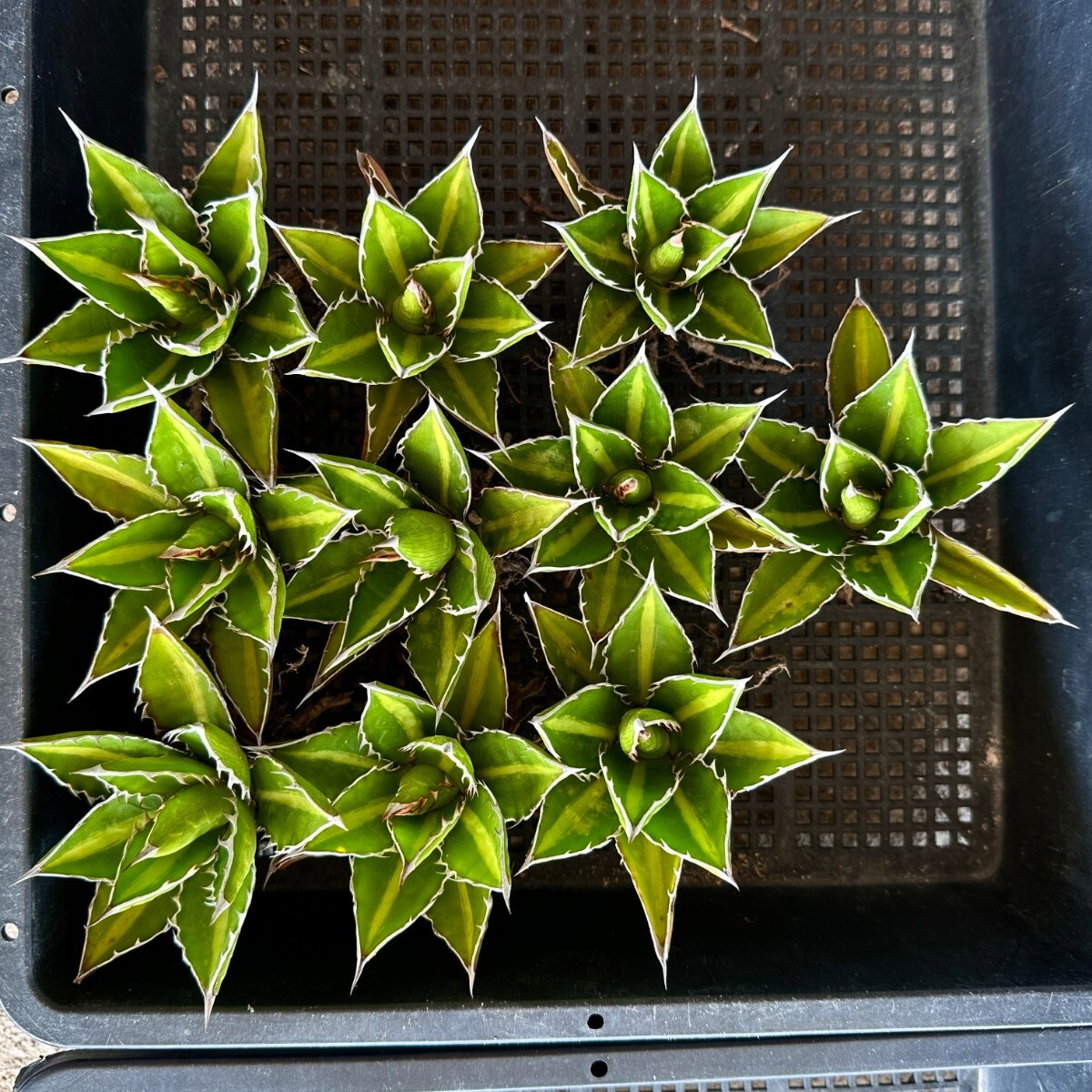 Yahoo!オークション - Lj_plants A608 多肉植物 アガベ 萬代厳龍 極上...