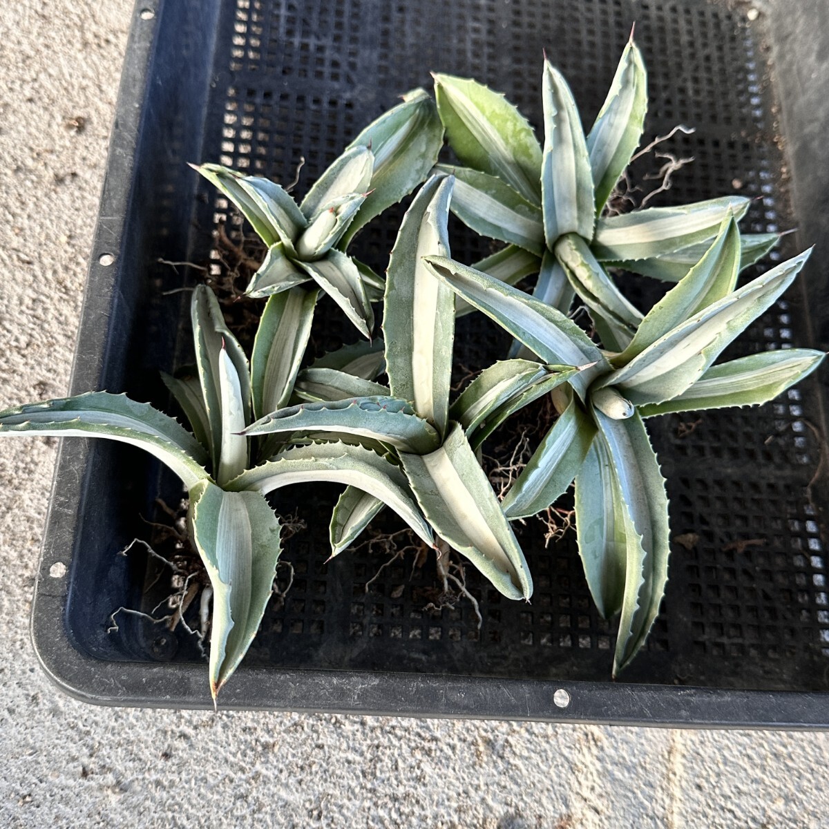 Yahoo!オークション - Lj_plants A637 激レア高級品種 アガベ多肉植物...