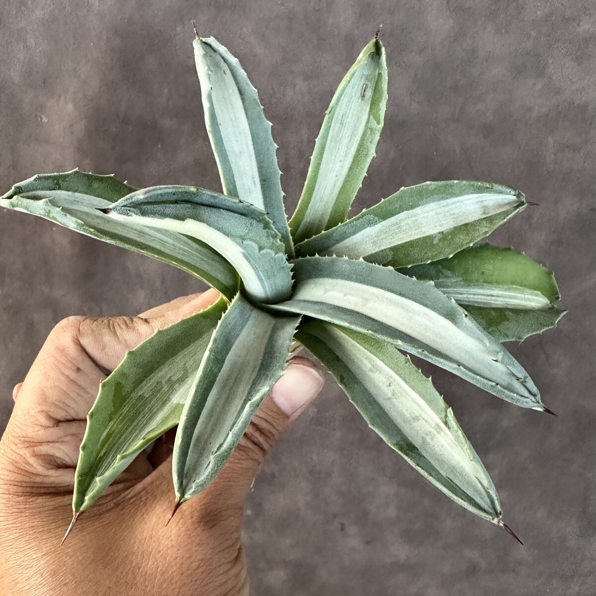 Yahoo!オークション - Lj_plants A637 激レア高級品種 アガベ多肉植物...