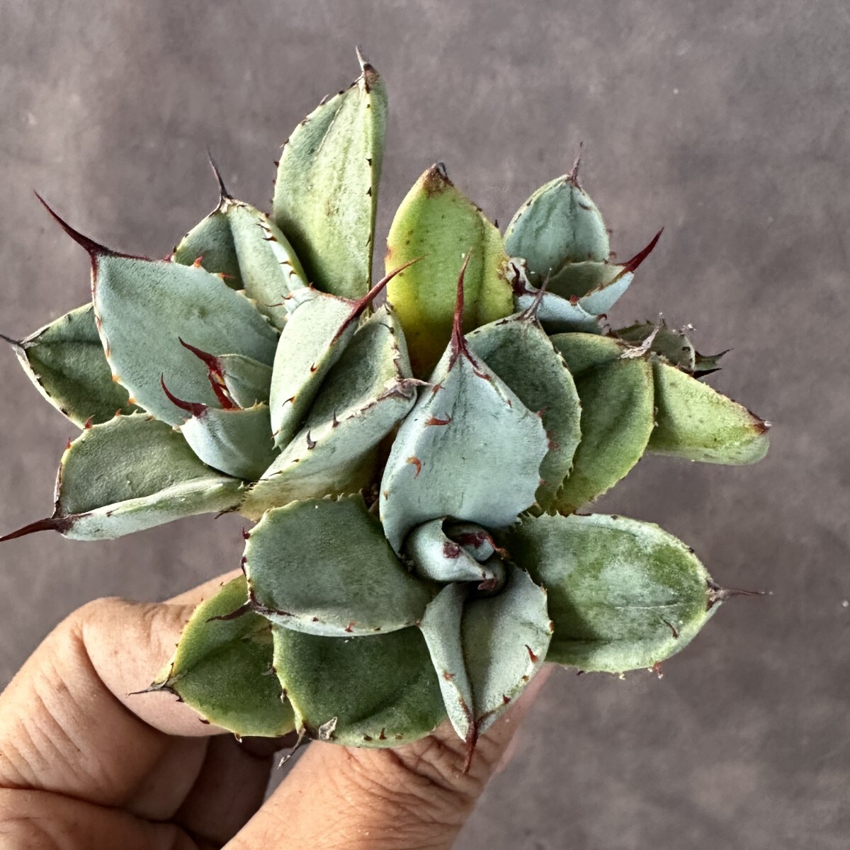 Yahoo!オークション - Lj_plants A638 貴重な希少種アガベ パリ一 トル...