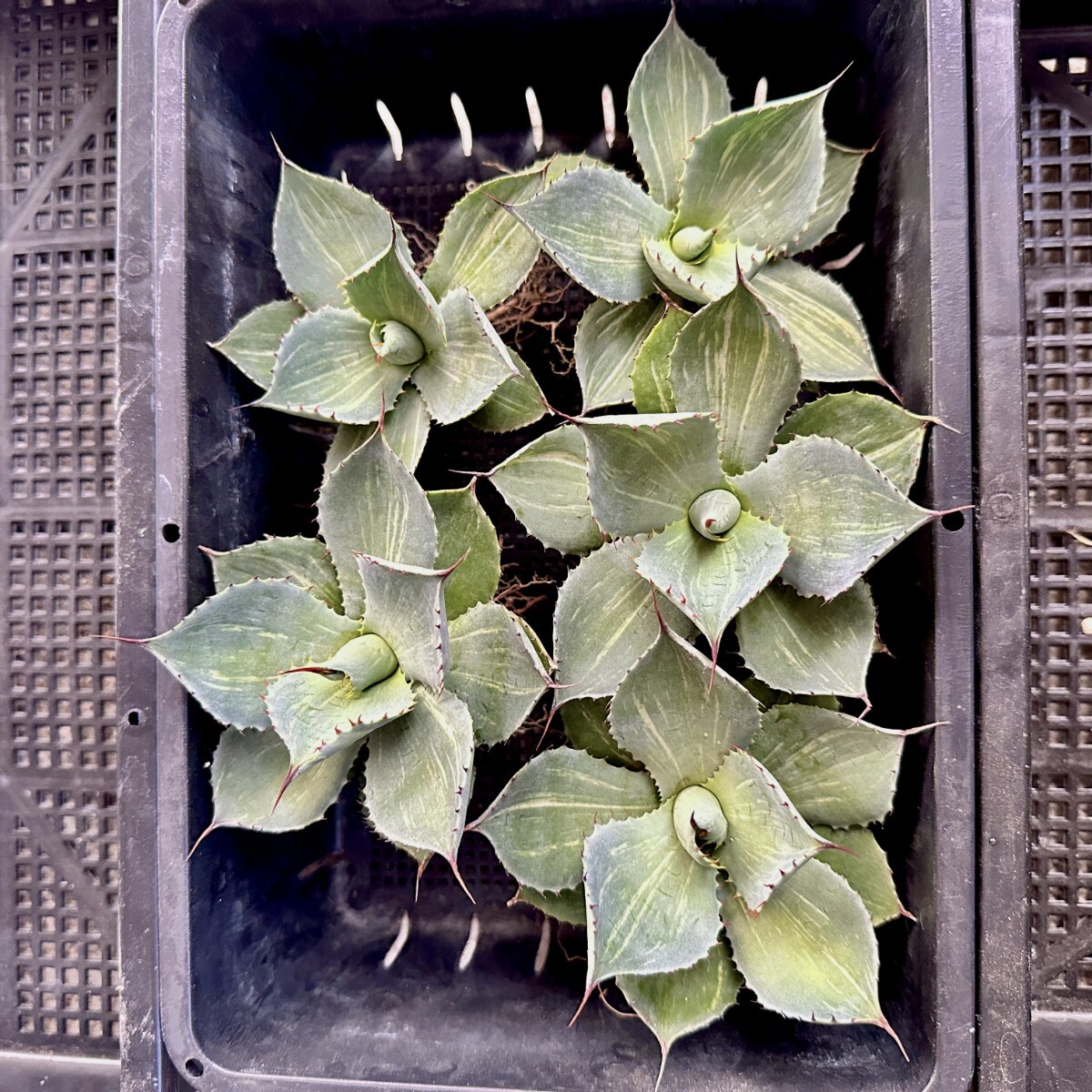 Yahoo!オークション - Lj_plants A724 特選 アガベ 多肉植物 山宅雷神...