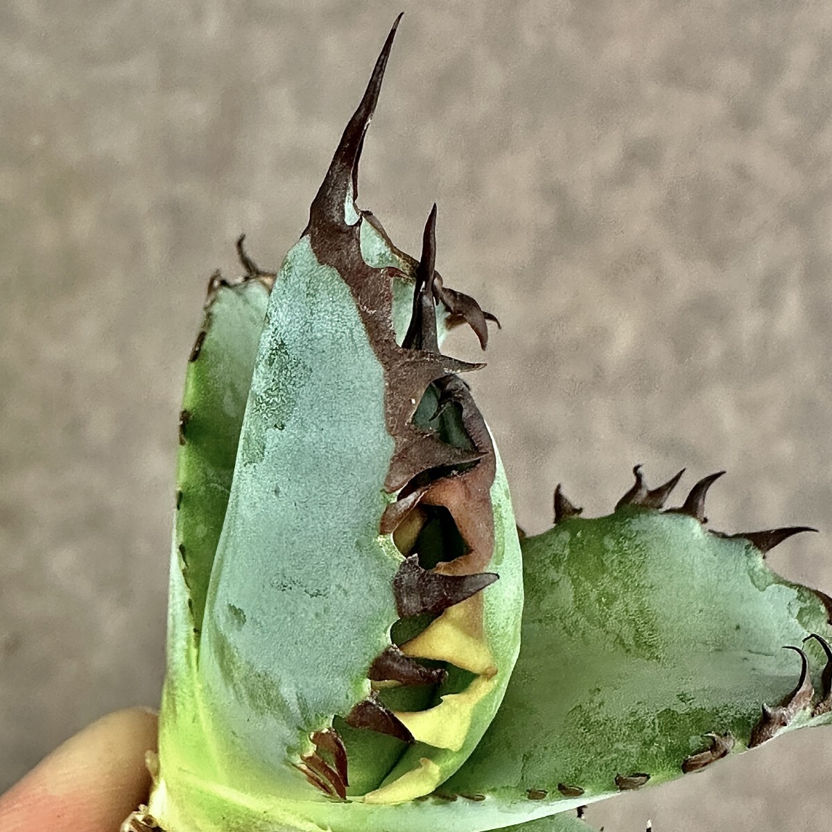 Yahoo!オークション - Lj_plants A768 限定特選株 アガベ チタノタ 無...