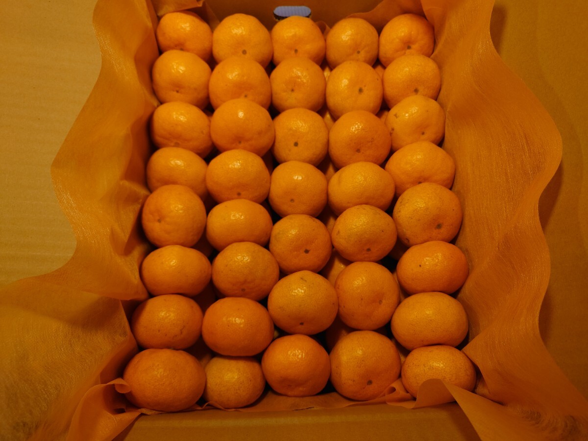 Yahoo!オークション - 長崎県産伊木力みかん 2S〜3S 5kg 約70個〜90個 ...