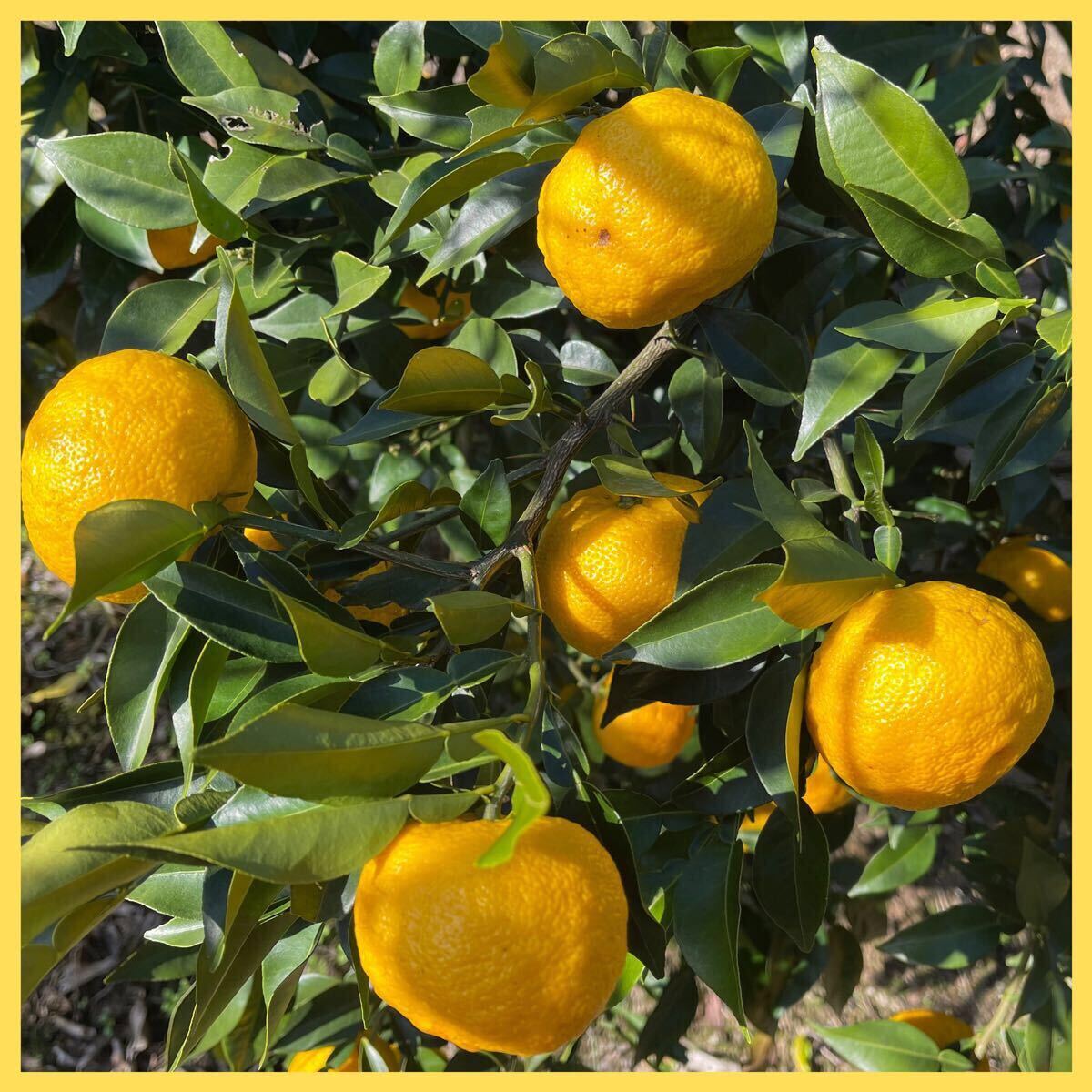 Yahoo!オークション - 本柚子6分〜9分着色4kg YY8