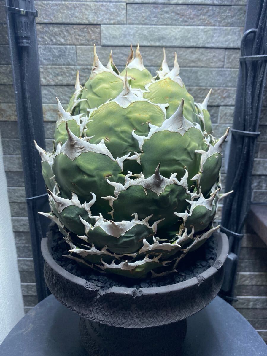 Yahoo!オークション - アガベ チタノタ オテロイ ボールタイプ FO agav...