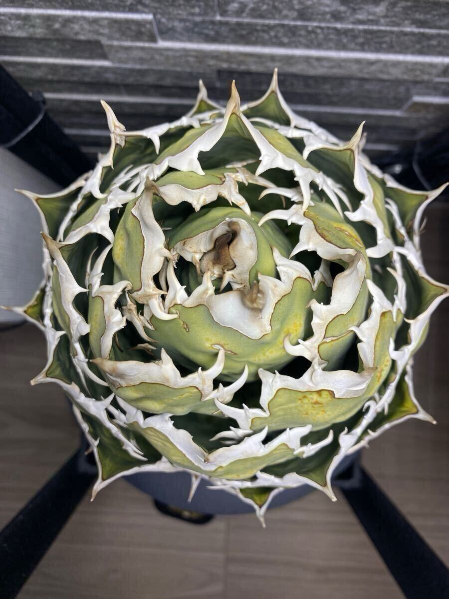 Yahoo!オークション - アガベ チタノタ オテロイ ボールタイプ FO agav...