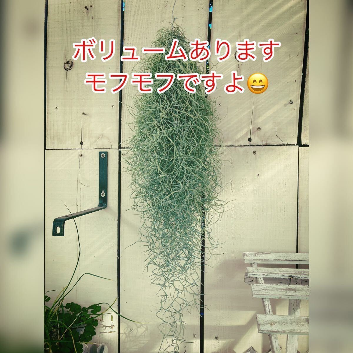 Yahoo!オークション - 100-130g程 輸入中葉スパニッシュモス ボリュー...